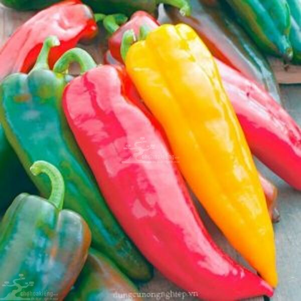 Bán Ớt Sừng Ngọt tại Tỉnh Tiền Giang - 3918